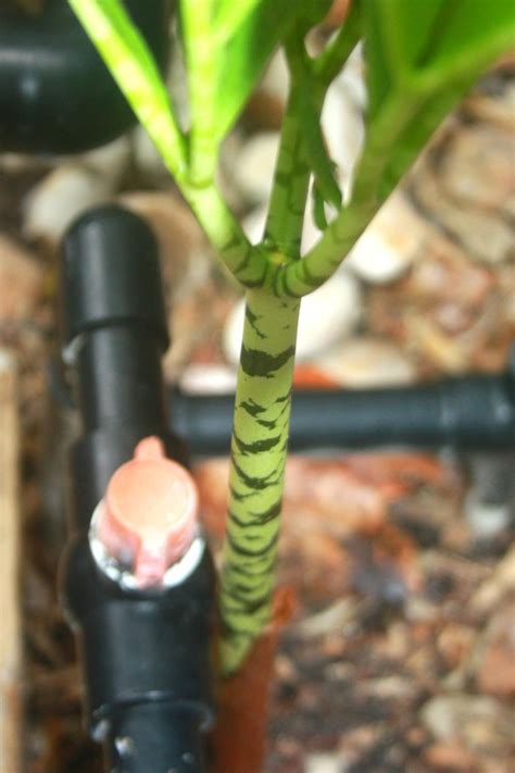 Single Leaf In The Plant Id Forum