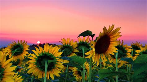 Closeup View Of Sunflowers Field In Light Pink Purple Sky Background Hd
