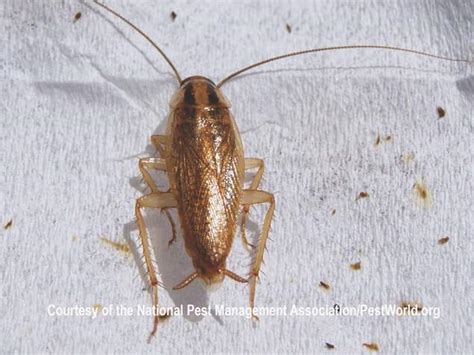 German Cockroach Prep Chemtec Pest Control