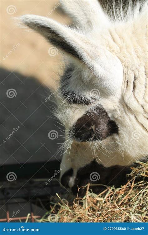 Andean Llama Formerly Llama A Domesticated Species Of Cloven Hoofed