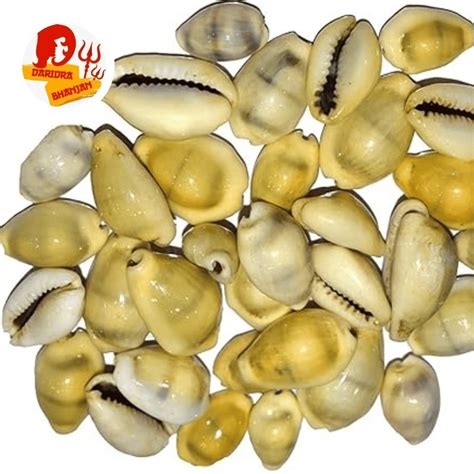 Natural Peeliyellow Sea Shell Cowriekawrikodi Shells Mix Sea Shell