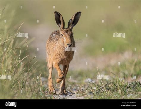 A Close Up Detailed Shot Of A Wild Brown Hare Lepus Europaeus With Big Ears Running Towards
