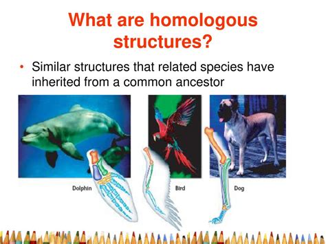2 14 7th Grade Agenda Collect Hw Homologous Structures Ppt Download