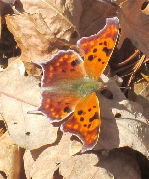 Tips For Attracting Late Season Butterflies In The Fall Triangle