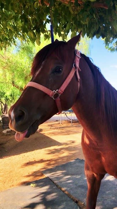 Chamoy Funny Youtube