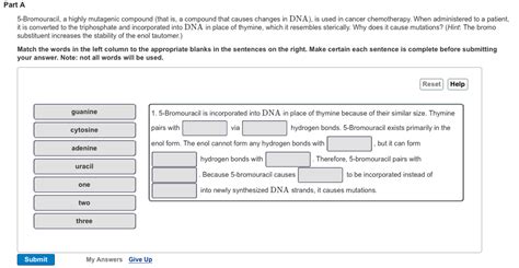Solved 5 Bromouracil A Highly Mutagenic Compound That Is