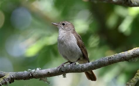 Nightingale Facts Identification Diet Migration Info Etc