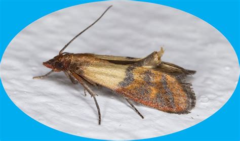 Insect Of The Month Indian Meal Moth Plodia Interpunctella