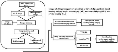 Agriculture Vol 12 Pages 970 Classification Of Maize Lodging