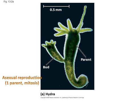 Budding Hydra Slide