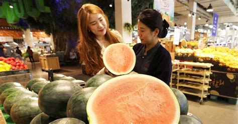 씨 없는 수박 출시