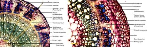 Jute Stem Section Stained With Tubulin Blue A C Olitorius Var O 4 Download Scientific