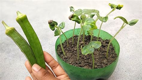 How To Grow Lady Finger Plant At Anthony Griggs Blog