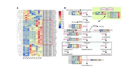 Clustered Heatmap Showing The Expression Patterns Of Transcription