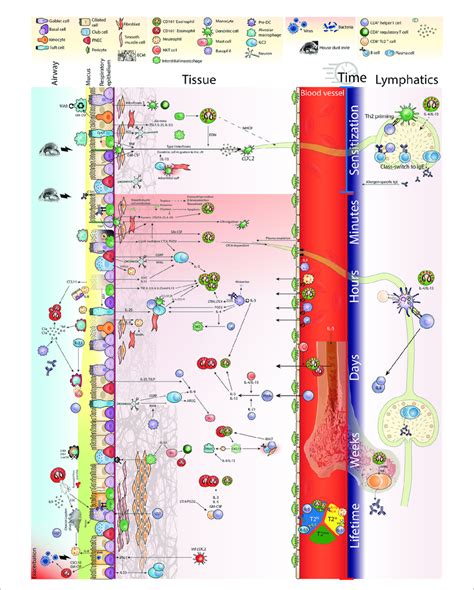 Eosinophil Function In Time And Space During Allergic Airway Download Scientific Diagram
