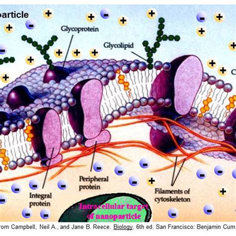 Solvent Evaporation Method For Preparation Of Microspheres Download