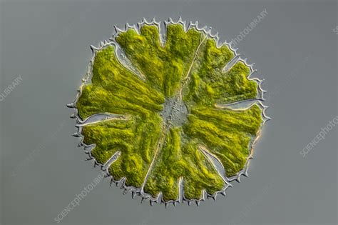Micrasterias Conferta Algae Light Micrograph Stock Image C056 9390