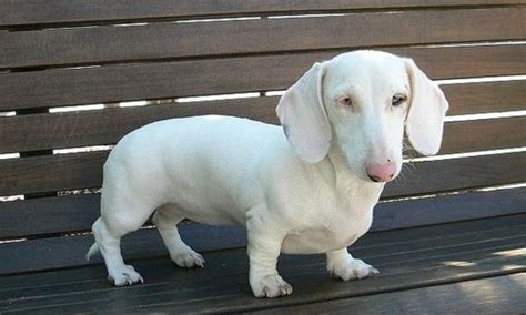 The Top 8 Rarest And Most Stunning Dachshund Colors