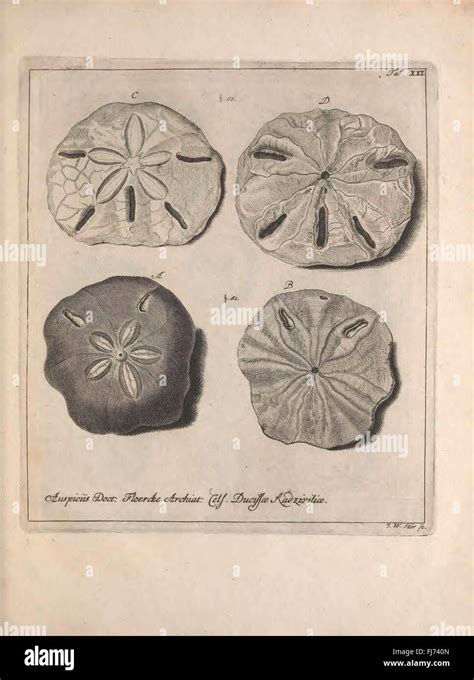 Early Work On The Natural Classification Of Echinoderms Featuring