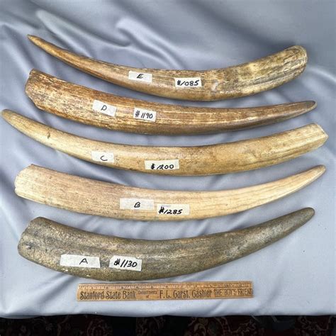 Walrus Ivory Boone Trading Company