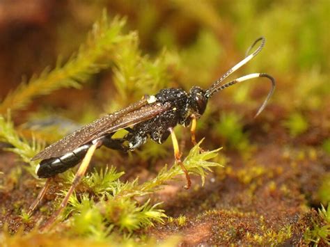 Female Diphyus Salicatorius 2023 02 04 C Warre Smets Download Scientific Diagram