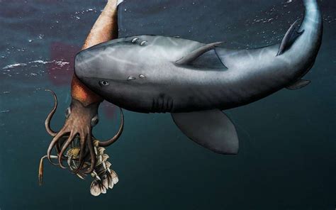 Un Crustacé Mangé Par Un Calamar Lui Même Mangé Par Un Requin Tout ça