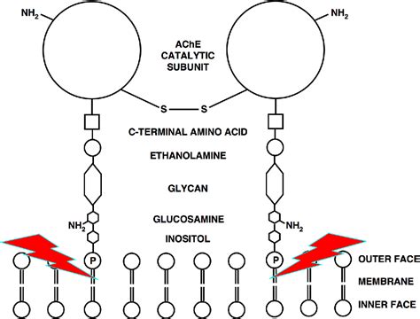 Figure 3 From Acetylcholinesterase From 3d Structure To Function Semantic Scholar