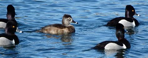 Ring Necked Ducks Birds Free Photo On Pixabay Pixabay