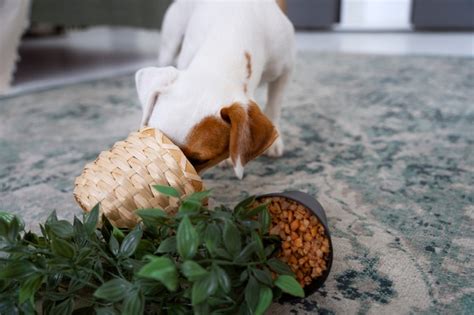 Free Photo Dog Making A Mass With Plant Pot Inside