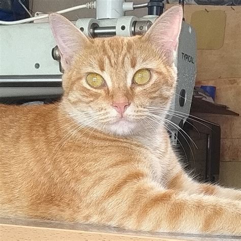 Meow Lover Youtube