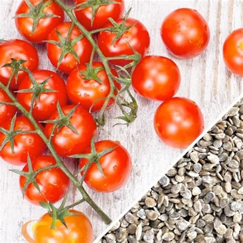 Tomato Tiny Tim Determinate