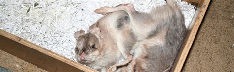 Bilby Faunafocus