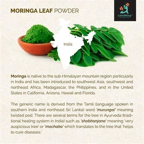 Organic Moringa Olifera Leaf Powder Powerful Vitamins And Antioxidants