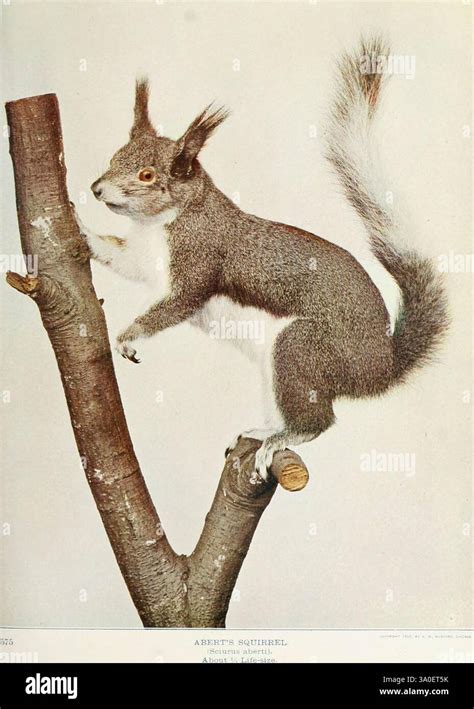 Nature Neighbors V 5 Chicago American Audubon Association [c1914