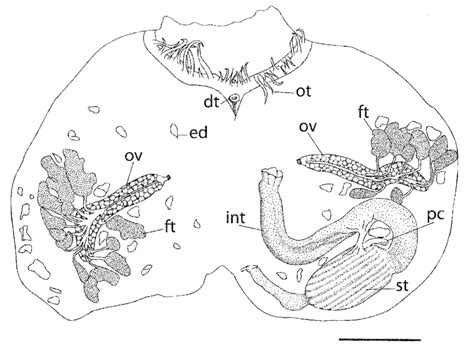 Illustration Of A Dissected Specimen Of Styela Cearense N Sp Showing Download Scientific