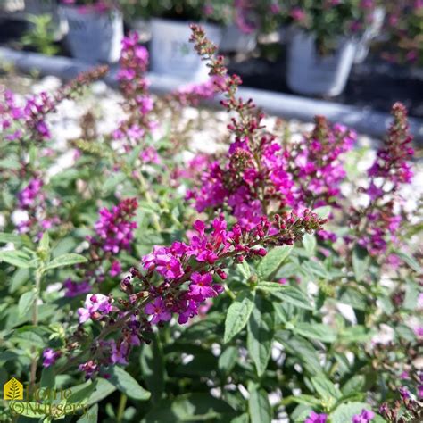 Buddleia X Lo And Behold Ruby Chip® Butterfly Bush From Home Nursery