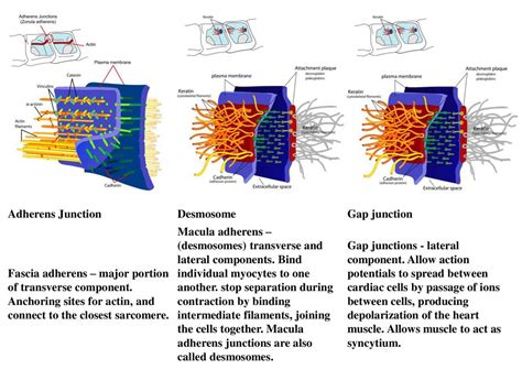 Cvs Histology Dr Nabil Khouri Ppt Download
