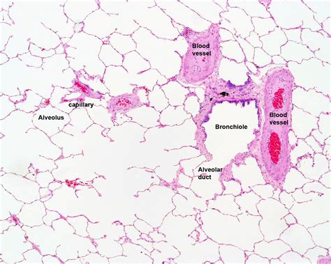 Respiratory Histology At Marilyn Sylvester Blog