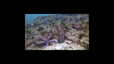 Spongebob Rtx On Shorts Youtube