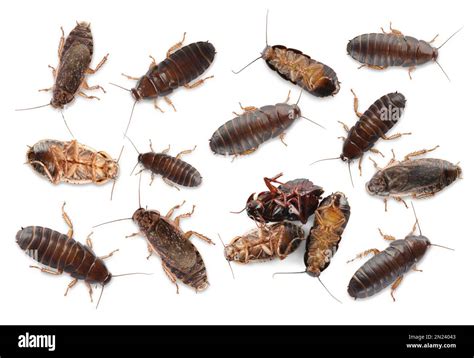 Many Cockroaches On White Background Top View Pest Control Stock