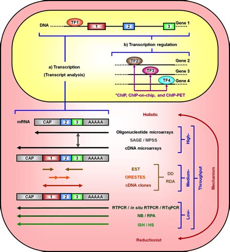A Transcriptome And Marker Based Systemic Analysis Of Cervical Cancer Intechopen