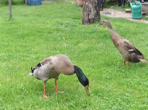 Indický Běžec České Budějovice 1 část České Budějovice Prodám