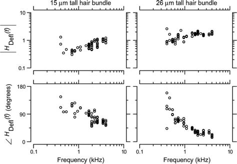 Sound Induced Motions Of Individual Cochlear Hair Bundles Biophysical