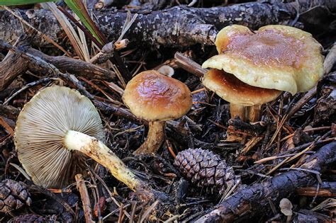 California Fungi Pholiota Spumosa