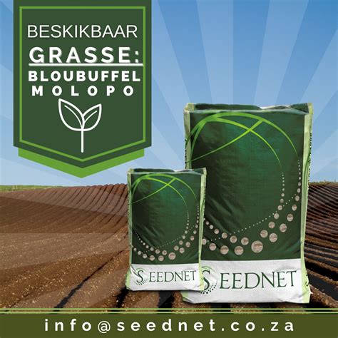 Seednet Bloubuffel Molopo Cenchrus Ciliaris Sterk