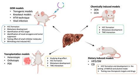 Preclinical Models Of Hepatocellular Carcinoma Current Utility