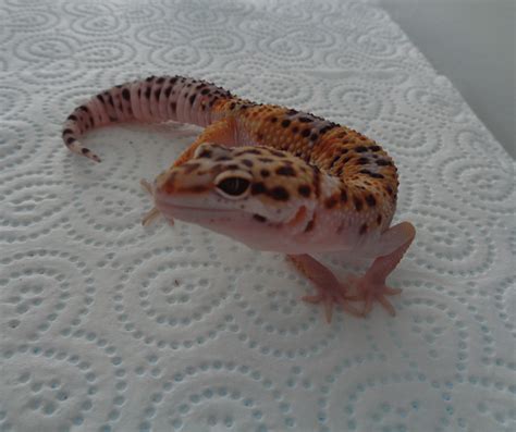 Leopard Gecko Lifespan What Is Their Maximum Age