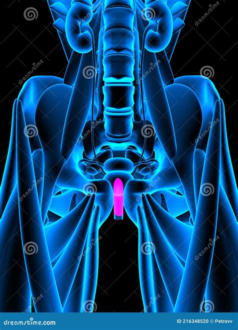 Female Pubis In X Ray Stock Illustration Illustration Of Reproduction