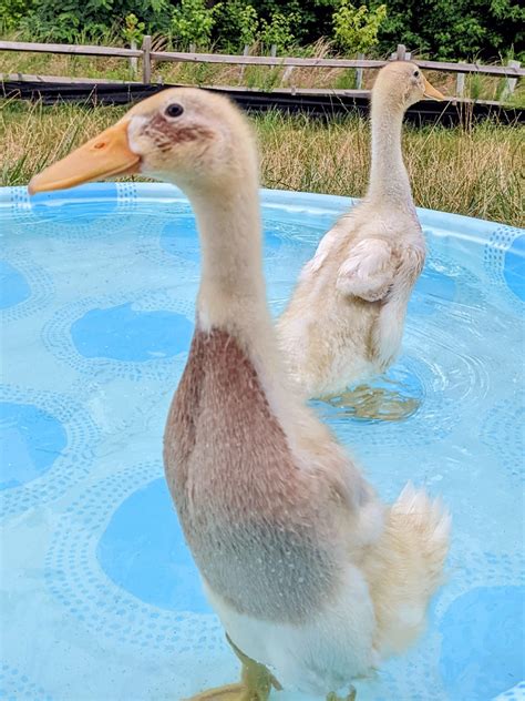 Runner Ducks Images At Mitchell Leadbeater Blog