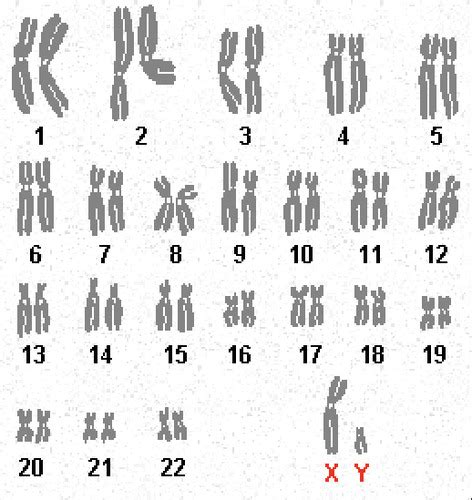 Human Genetics Unit 1 Flashcards Quizlet